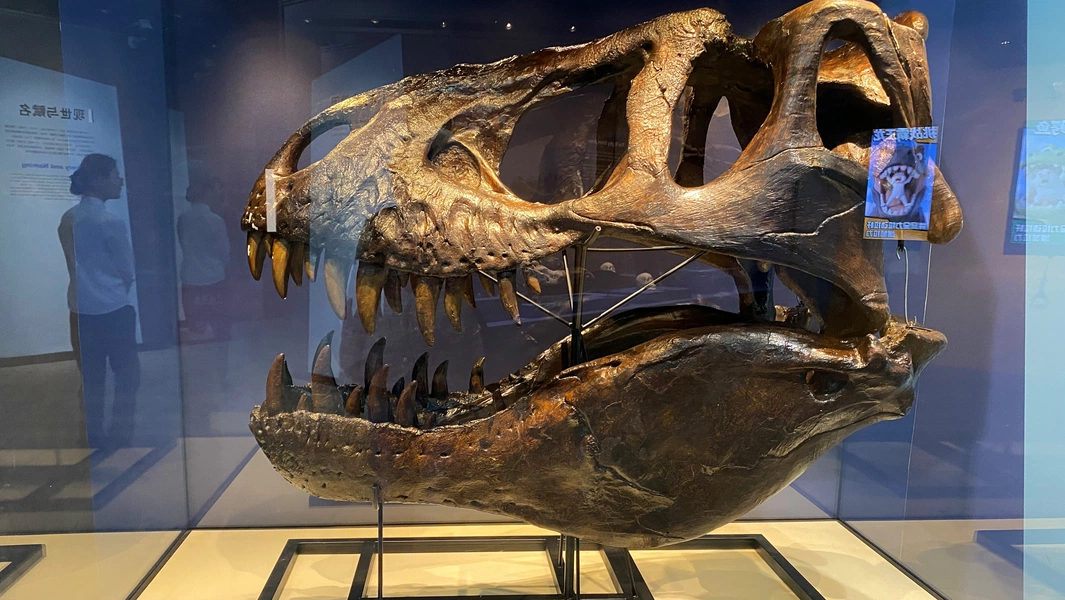 Study links T rex's tiny arms to powerful skull evolution