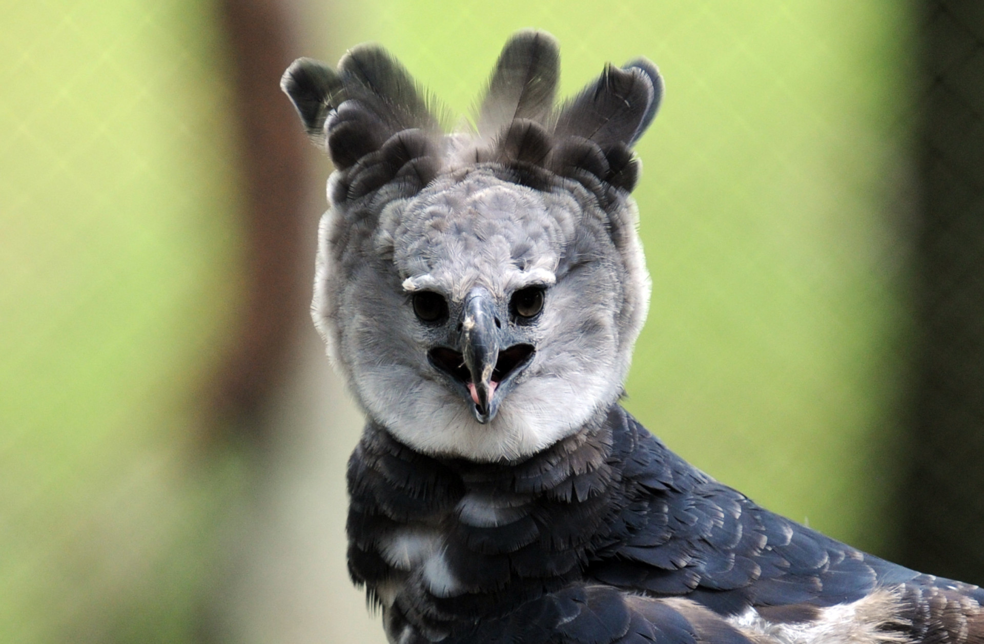 The 10 most dangerous birds in the animal kingdom