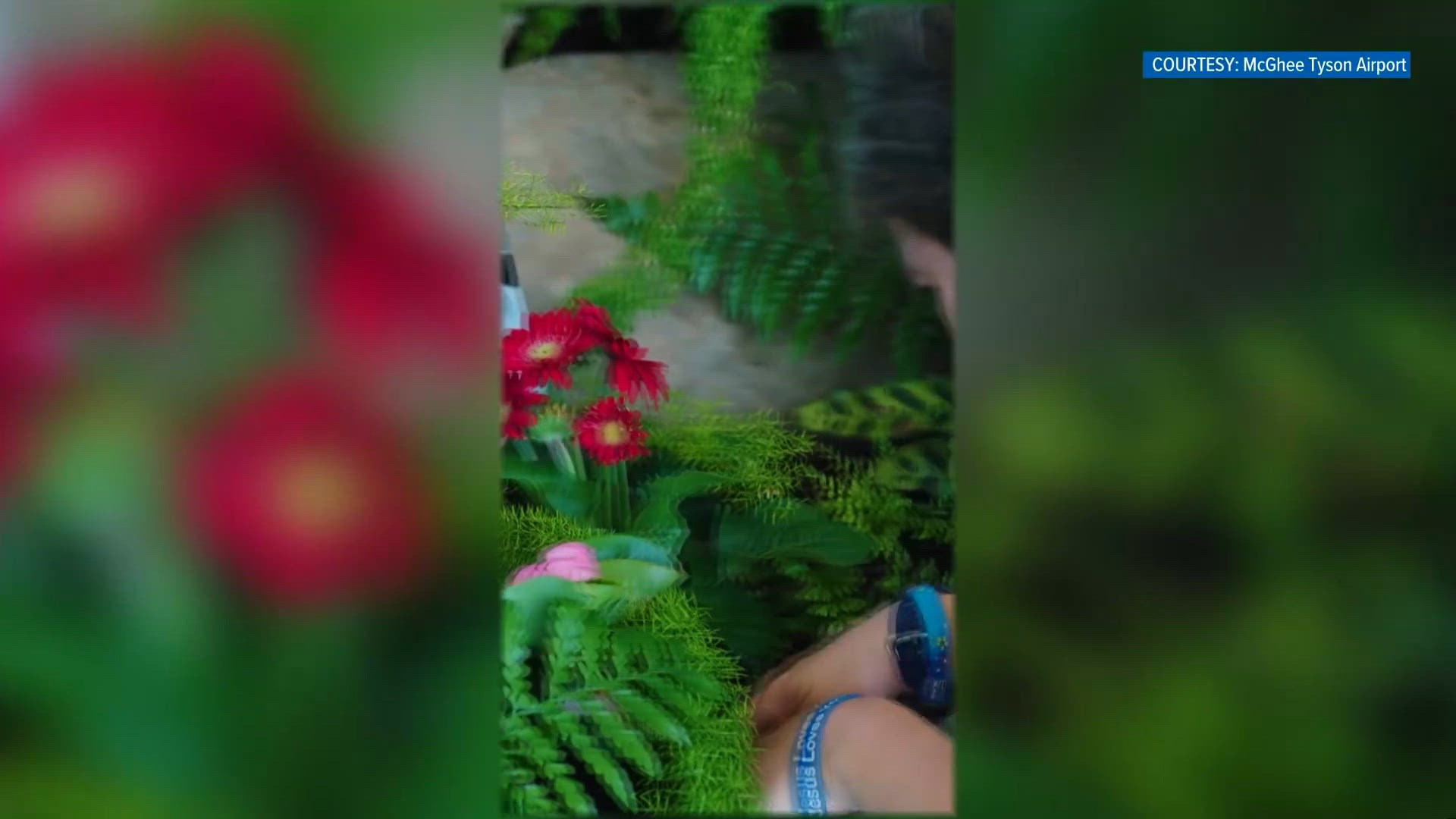 Special Growers plant new flowers at McGhee Tyson Airport