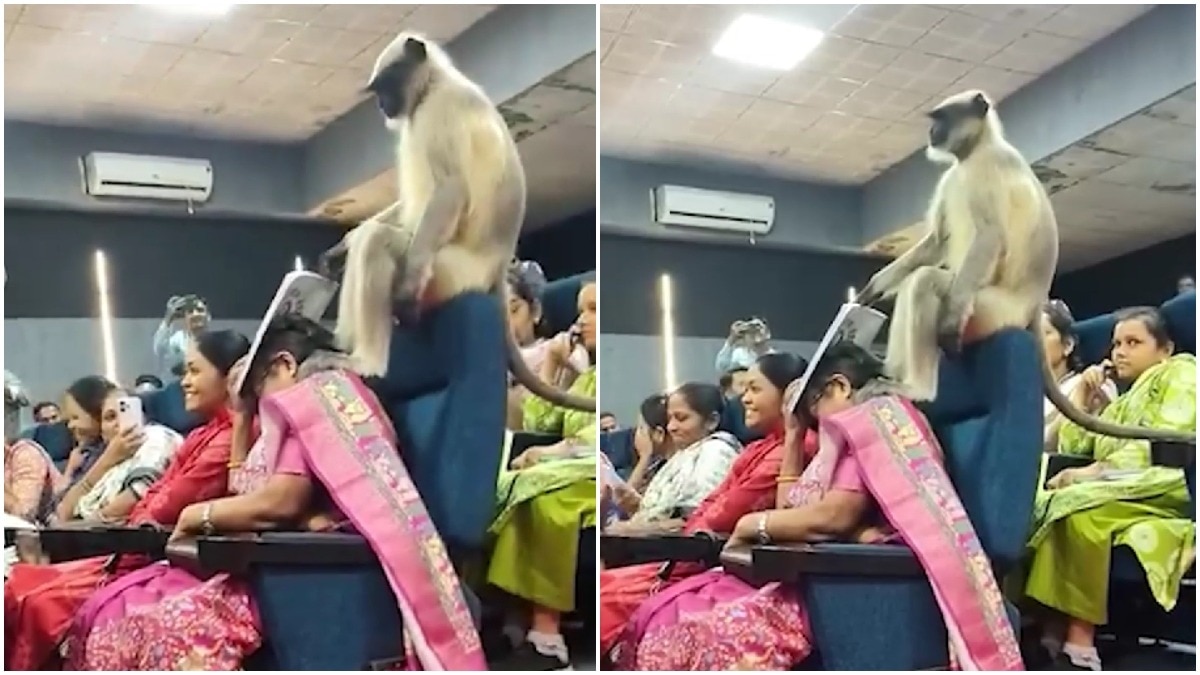 Watch: Monkey walks into class, interrupts teachers' training at ...