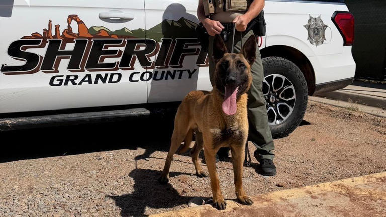 11-month-old Belgian Malinois from Poland joins Grand County Sheriff's ...
