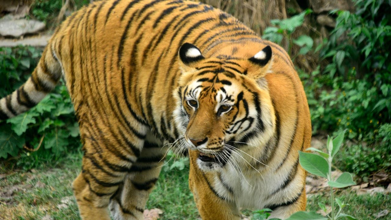 Four women killed in tiger attack while collecting tendu leaves in ...