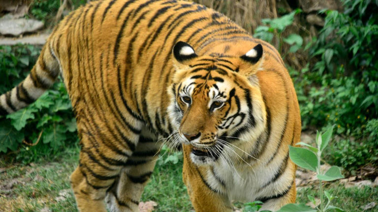 Four women killed in tiger attack while collecting tendu leaves in ...