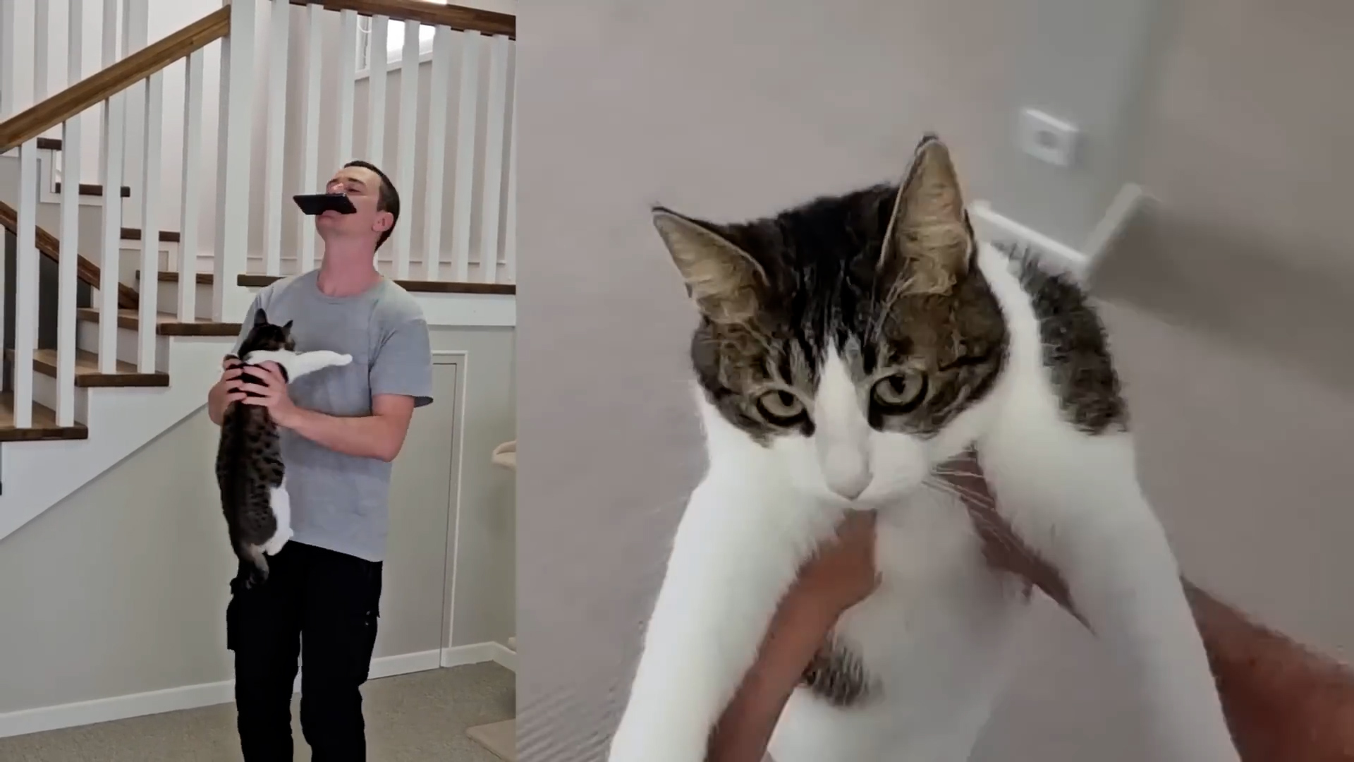Cat spin challenge gets out of control