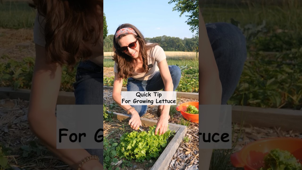 Harvest delicious homegrown lettuce with these quick gardening tips