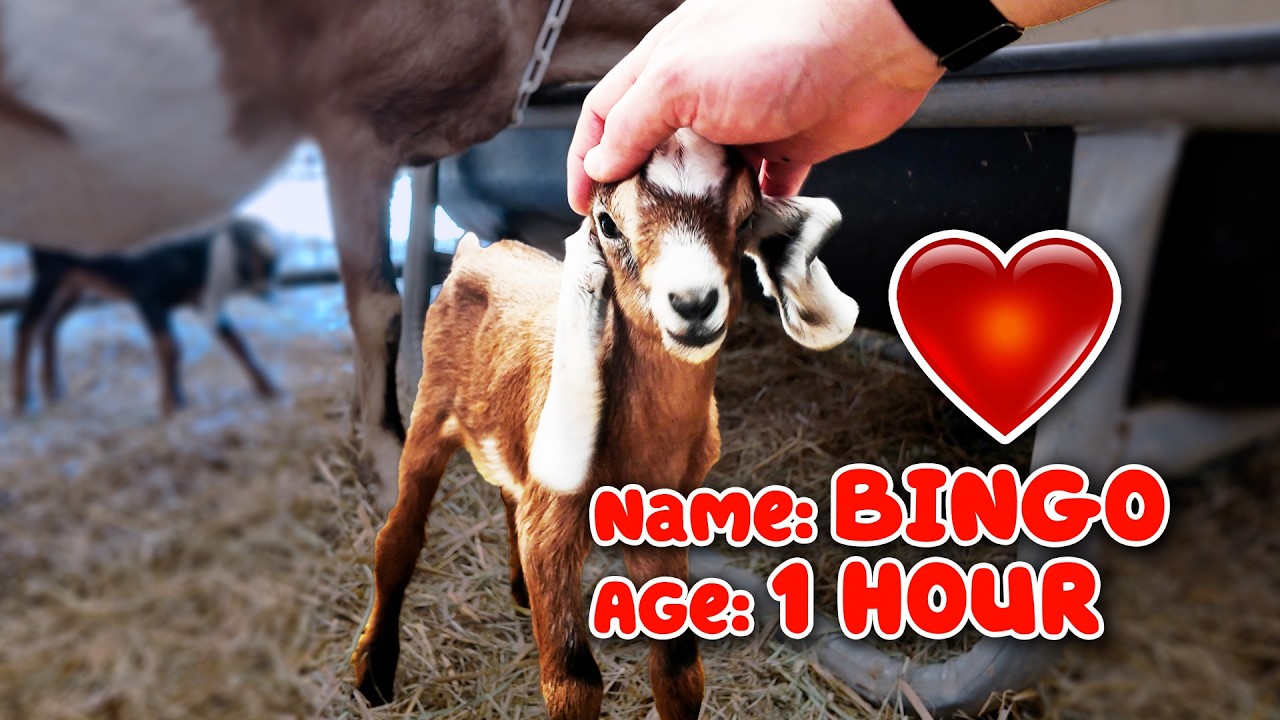 Witness the amazing miracle of baby goats being born on farm