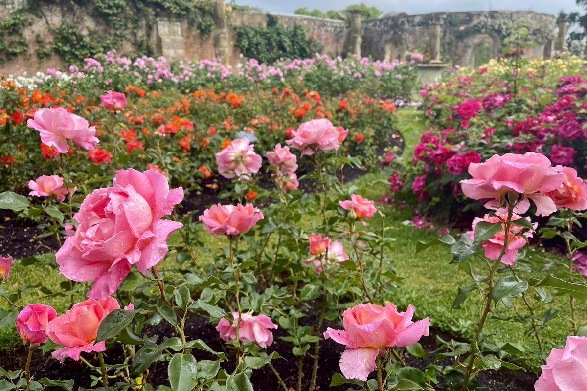 How to grow roses organically