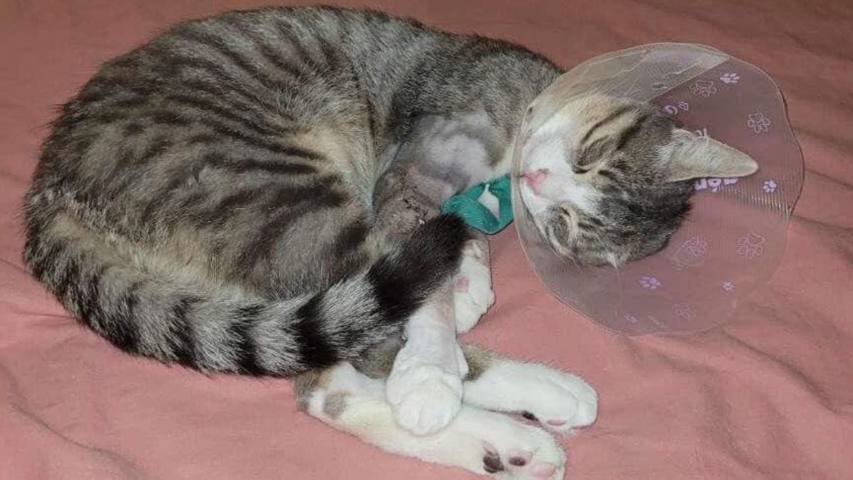 Cat with broken legs found in bin: Animal lovers donate €4,000 to save ...