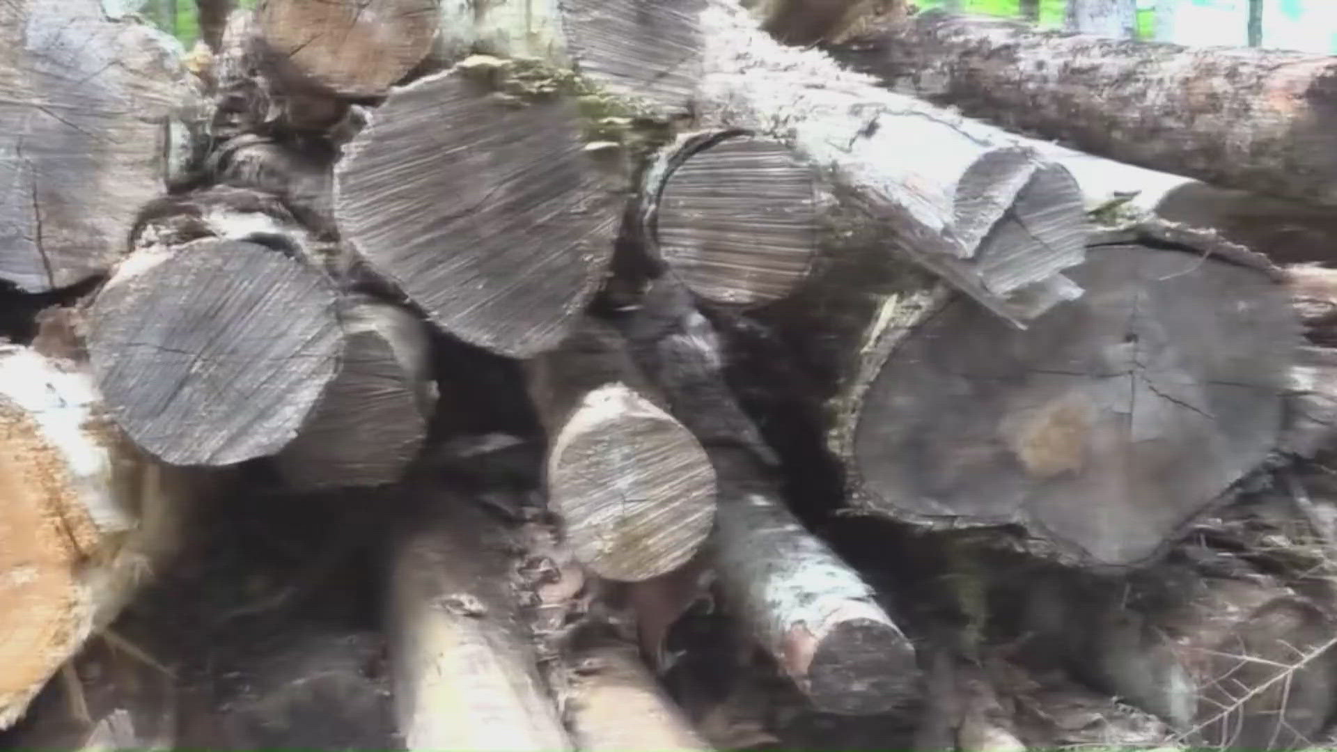 Logging industry faces challenges following Robbins Lumber mill explosion