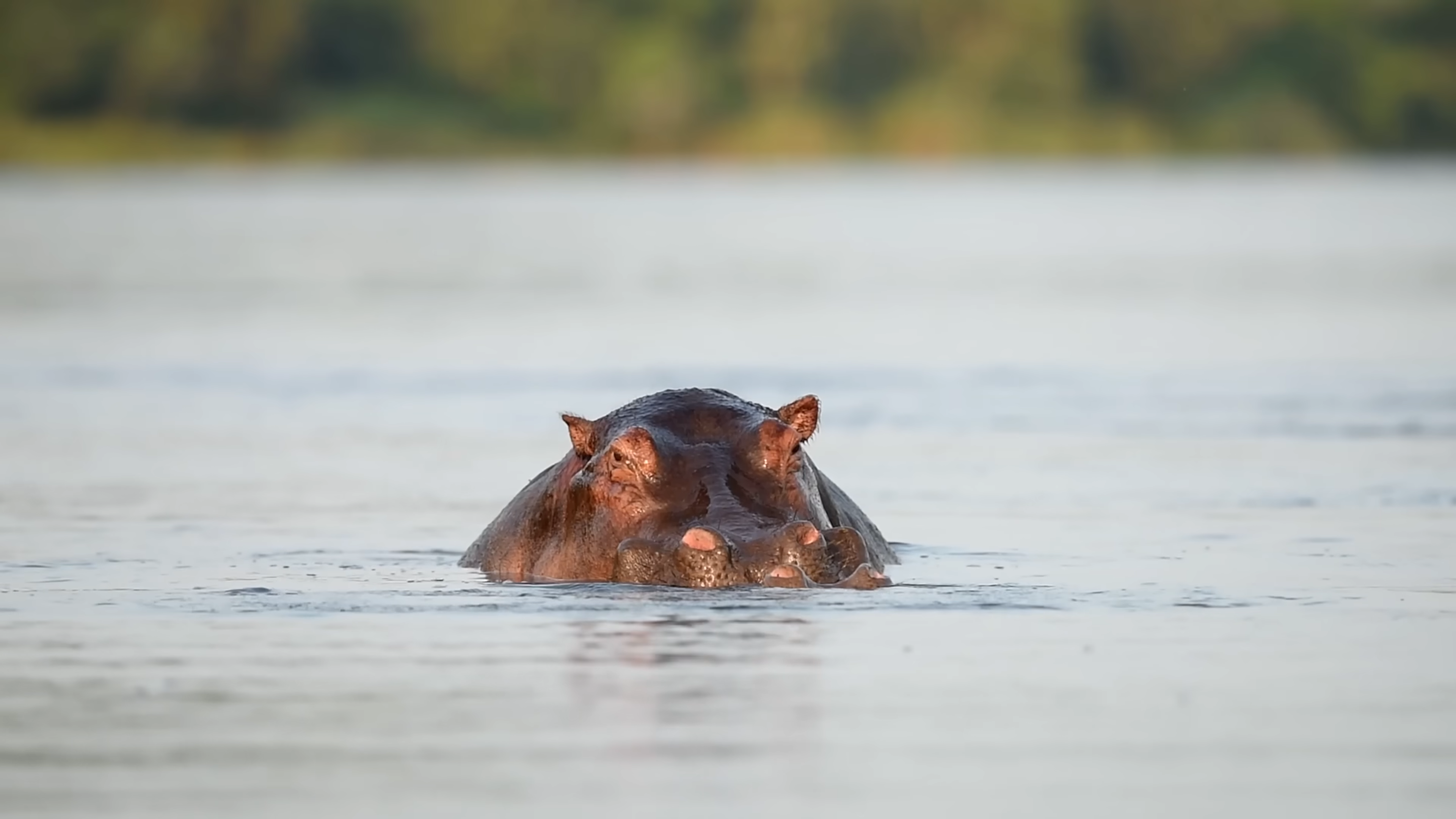 This peaceful animal kills hundreds of people every year