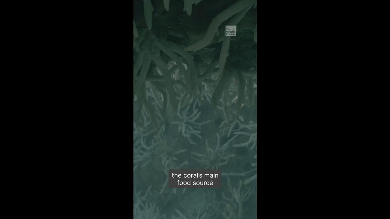 Expert explains coral bleaching