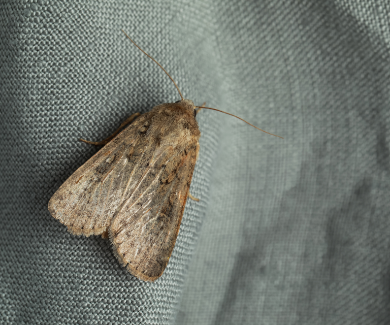 The reason moths keep appearing in your home (and how to get rid of ...