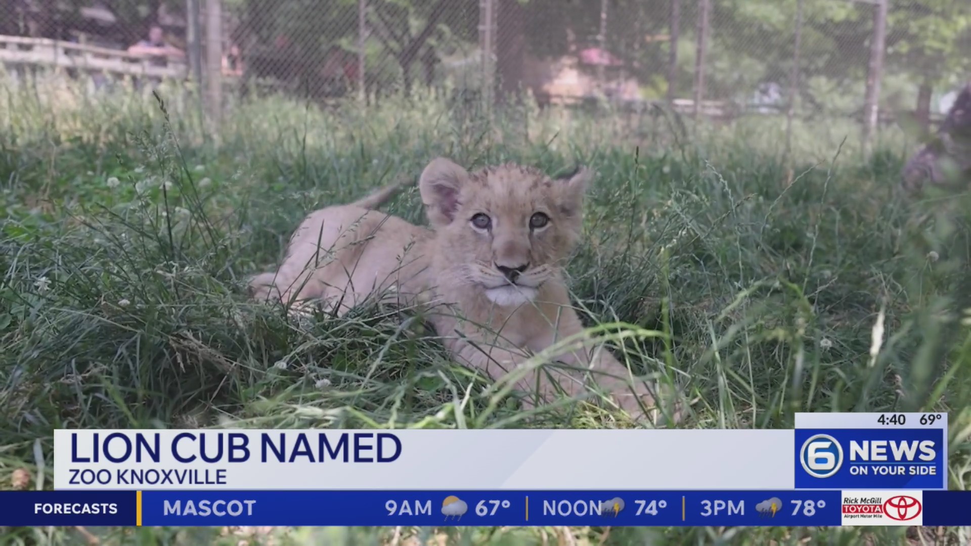Zoo Knoxville’s newest lion cub gets a name