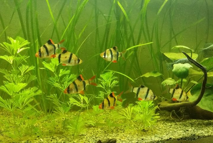 20 aquarium fish that aren't as friendly as they look