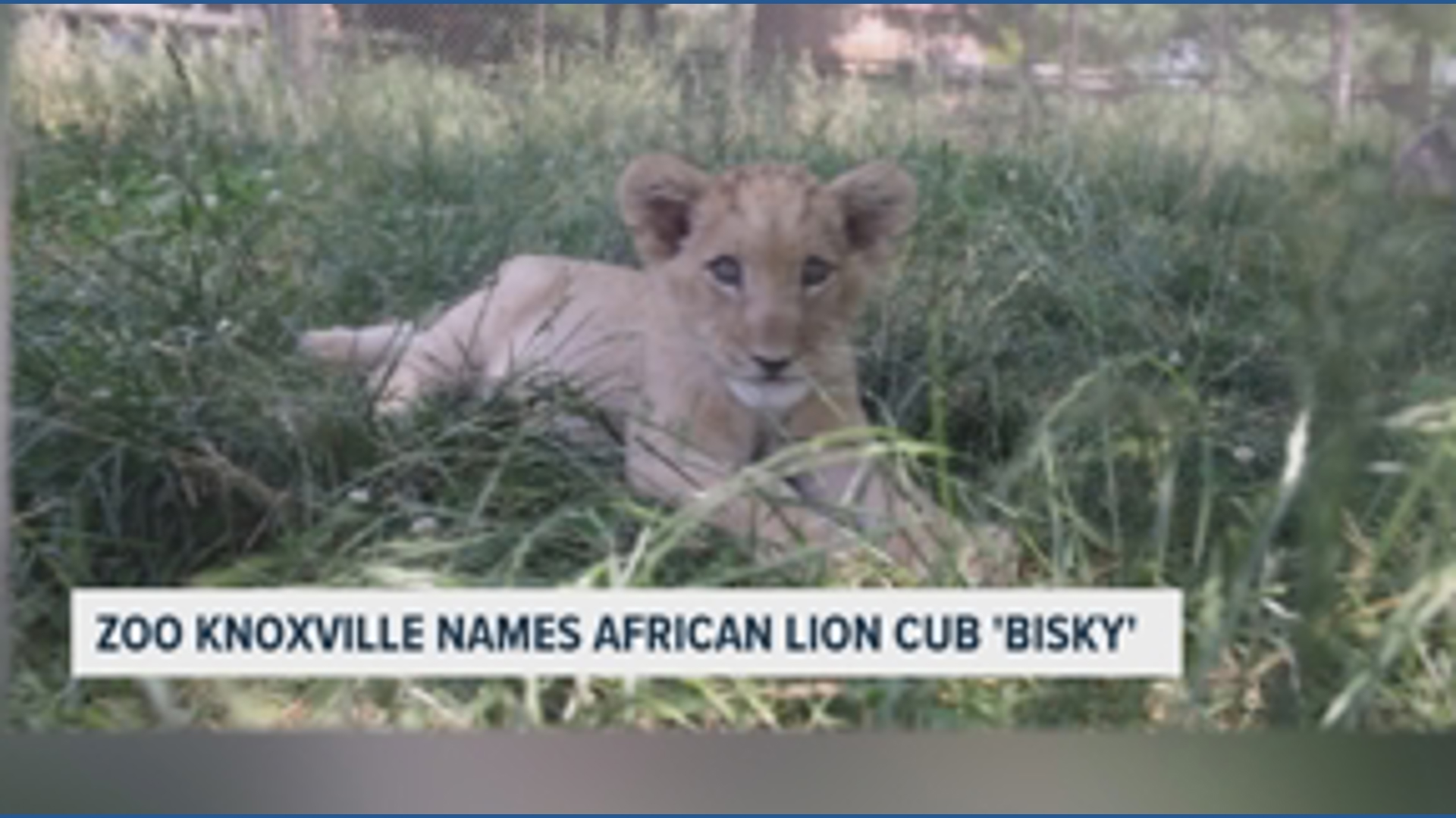 Zoo Knoxville reveals lion cub's name