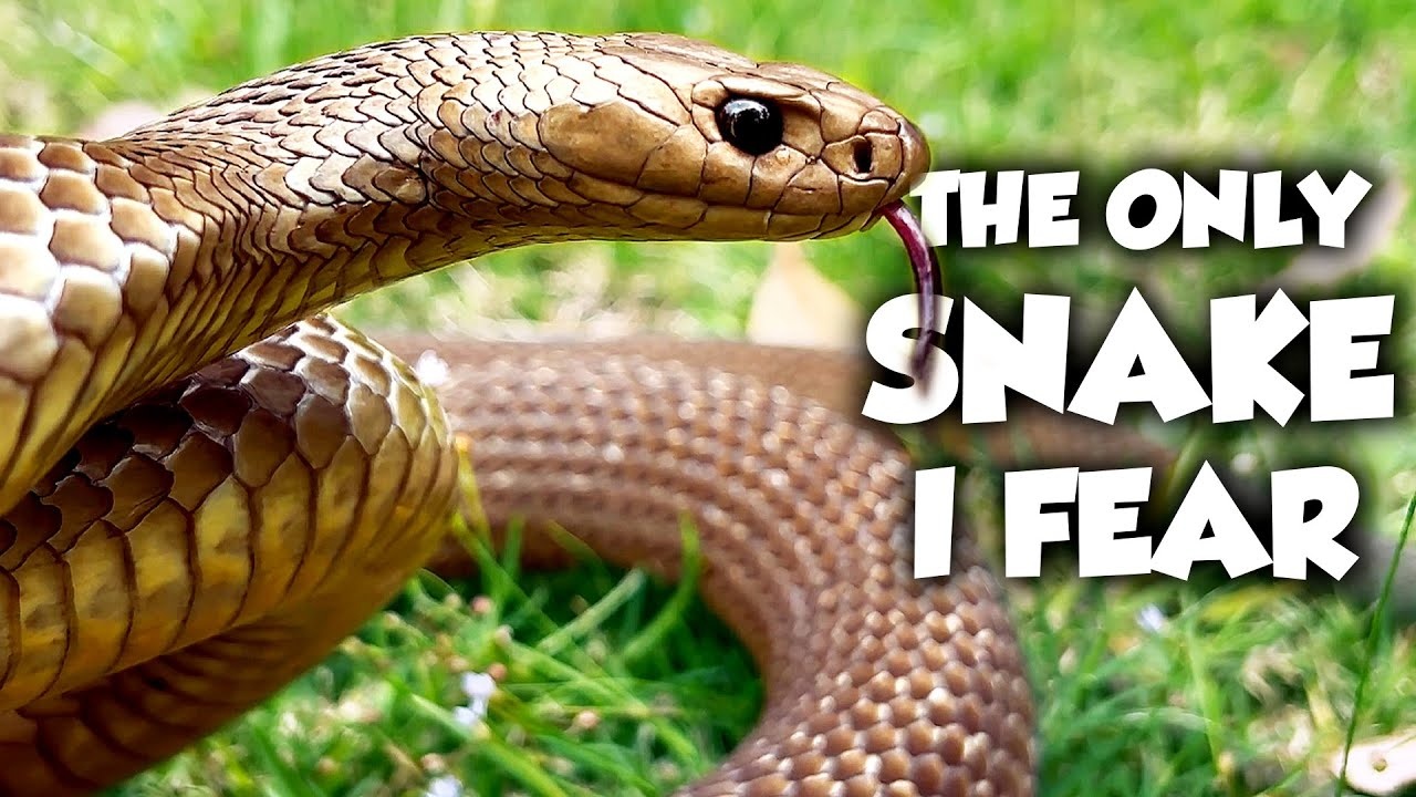 Why this venomous snake is raising alarms in the US