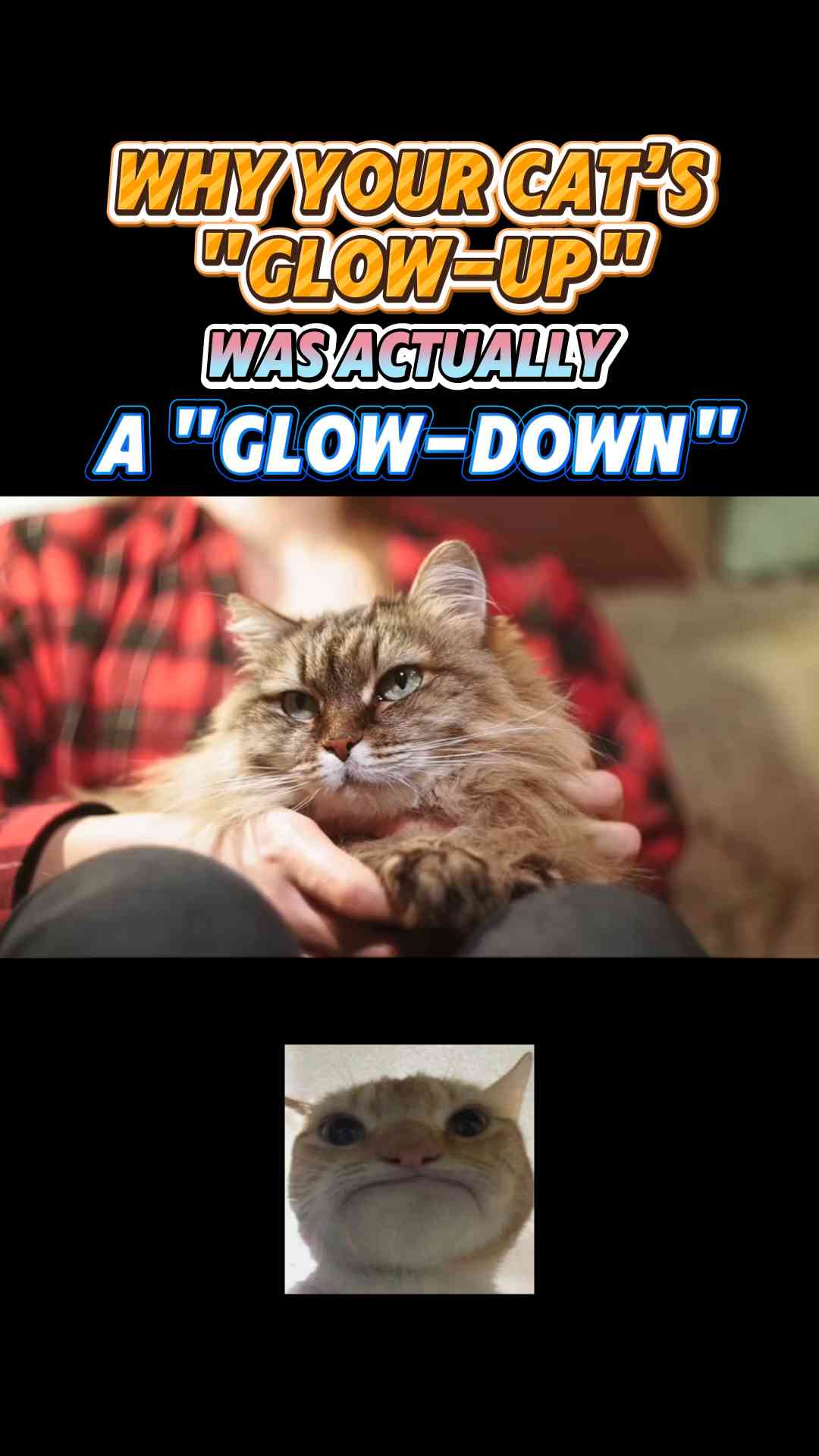 Why your cat’s glow-up was actually a glow-down