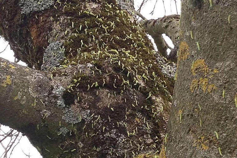 New AFBI research project to curb invasive pest attacking native ash trees