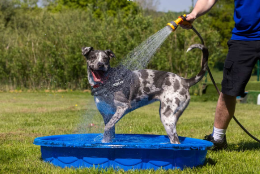 RSPCA issues heatwave warning to pet owners as temperatures set to ...