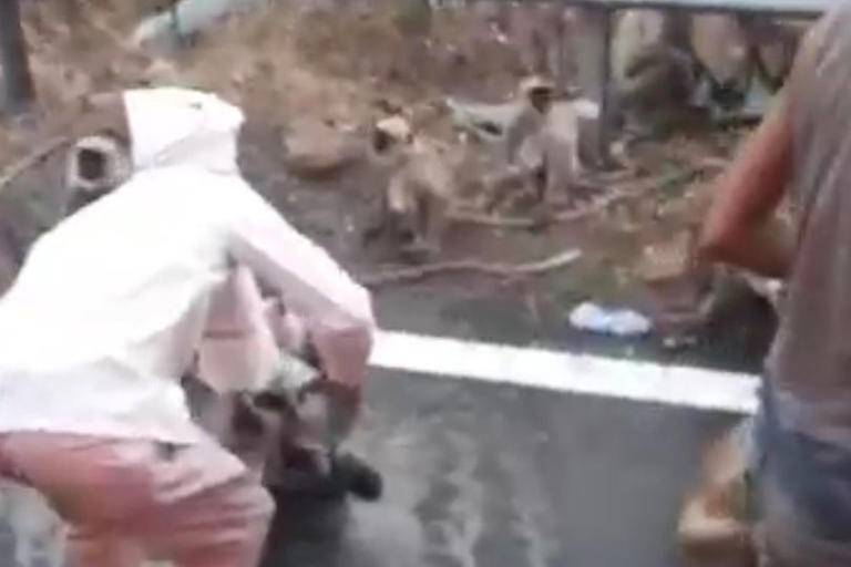 Dehydrated 'pirate' monkeys trap passengers on bus until they hand over ...
