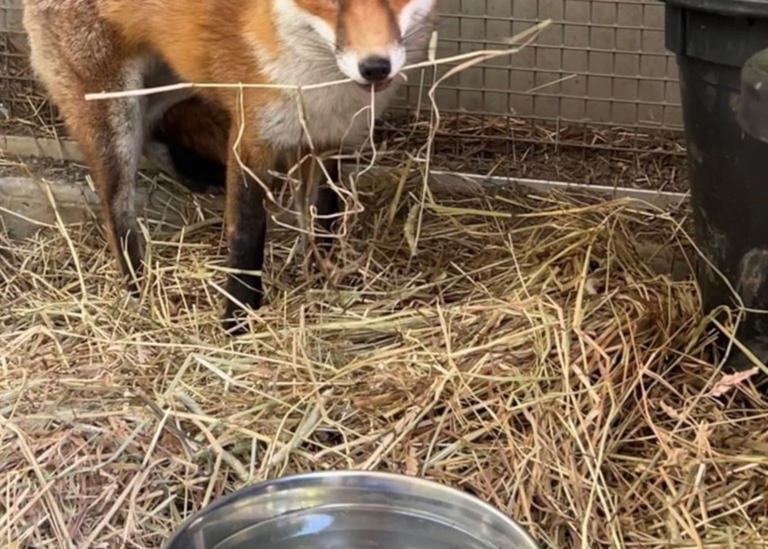 Stowaway fox Basil survives brush with heartworm to clear quarantine in US