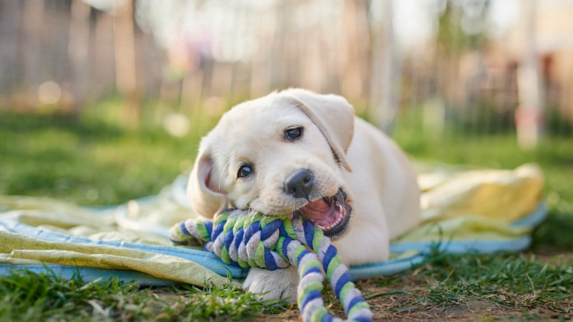 Once bonded, these 12 dogs stay loyal for life