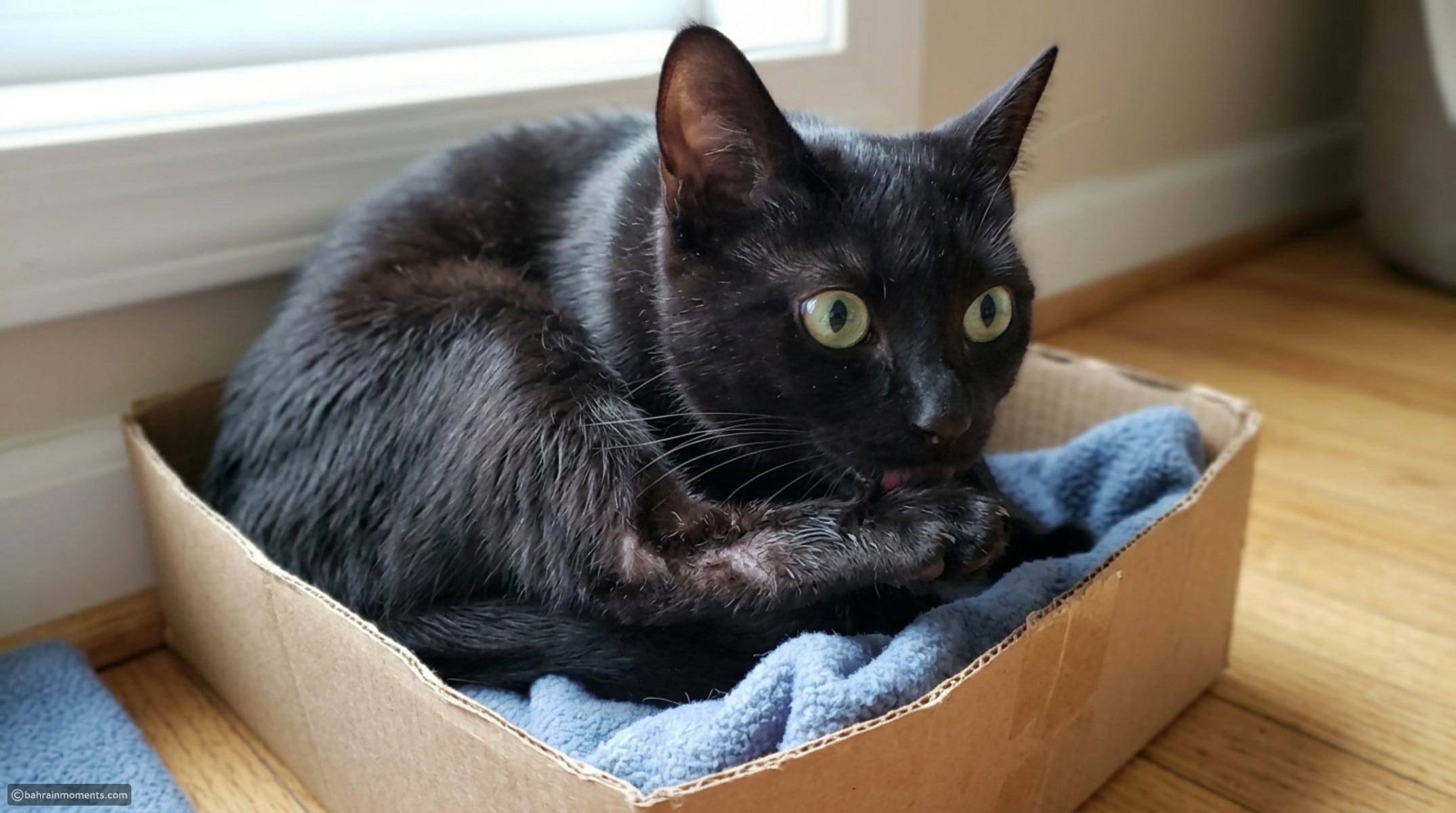 Veterinarians warn: 8 signs your cat will reject another cat