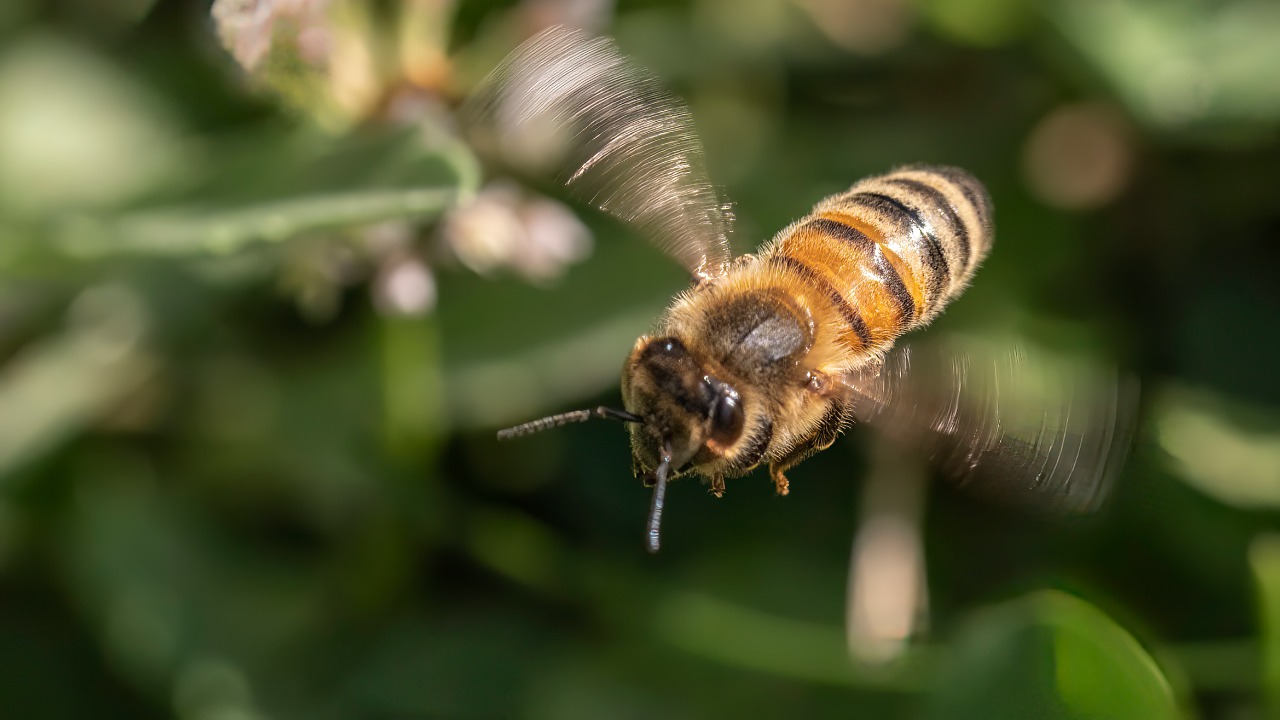 Researchers just watched honeybees find their way home and copied the ...