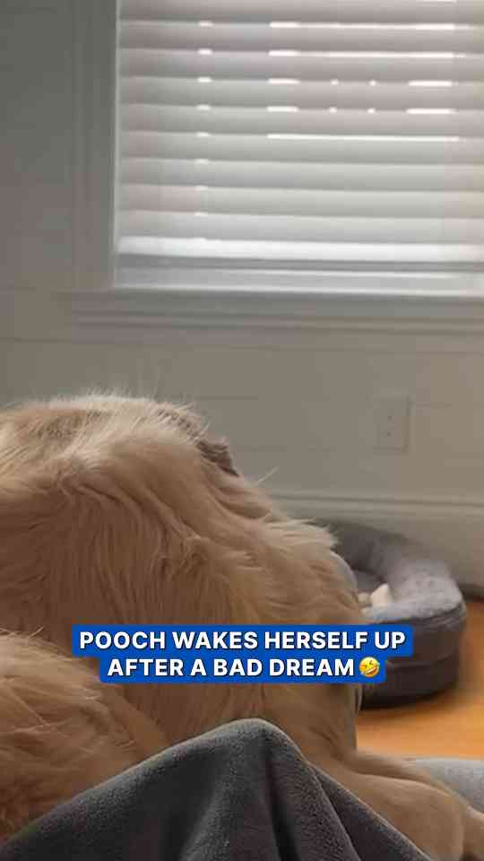 Dog dramatically howls after waking up from intense dream