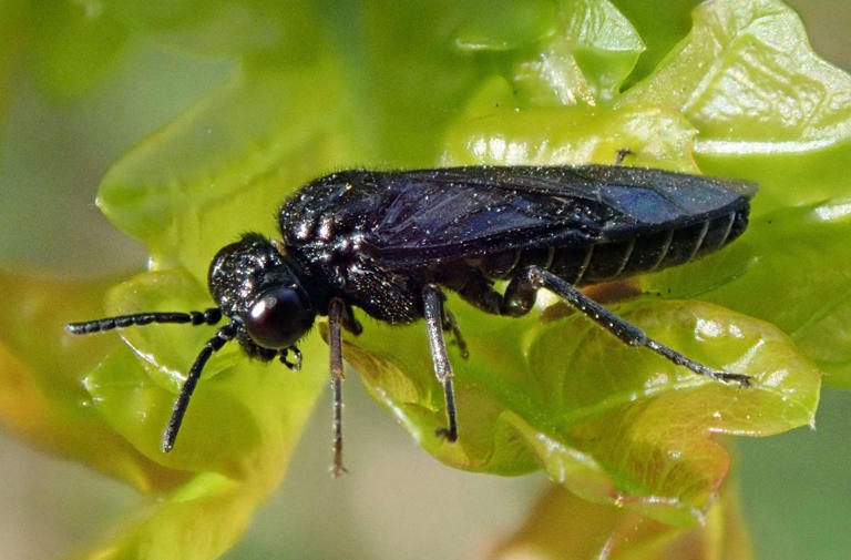 New AFBI research project to curb invasive pest attacking native ash trees