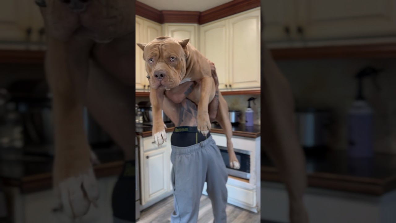 This giant puppy is impossible to ignore