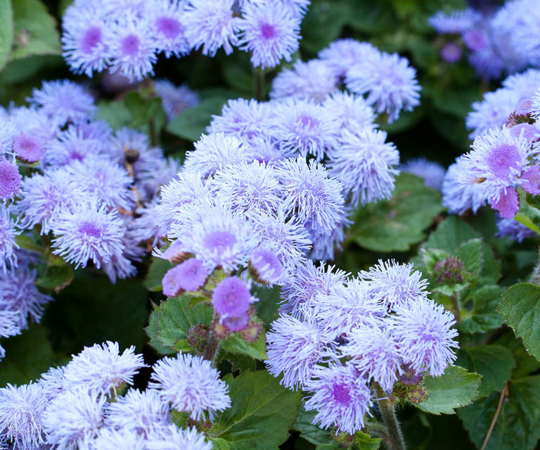 6 gorgeous flowers to plant in May that keep flies away – they look and ...