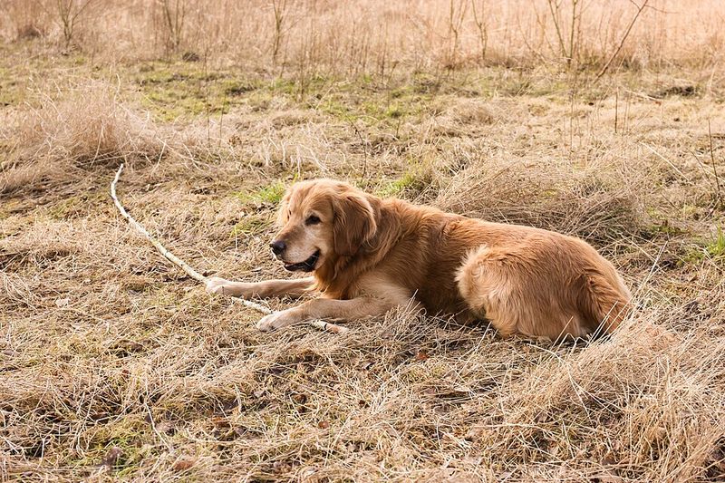 These 14 dogs may not be overly clingy, but their love runs deep