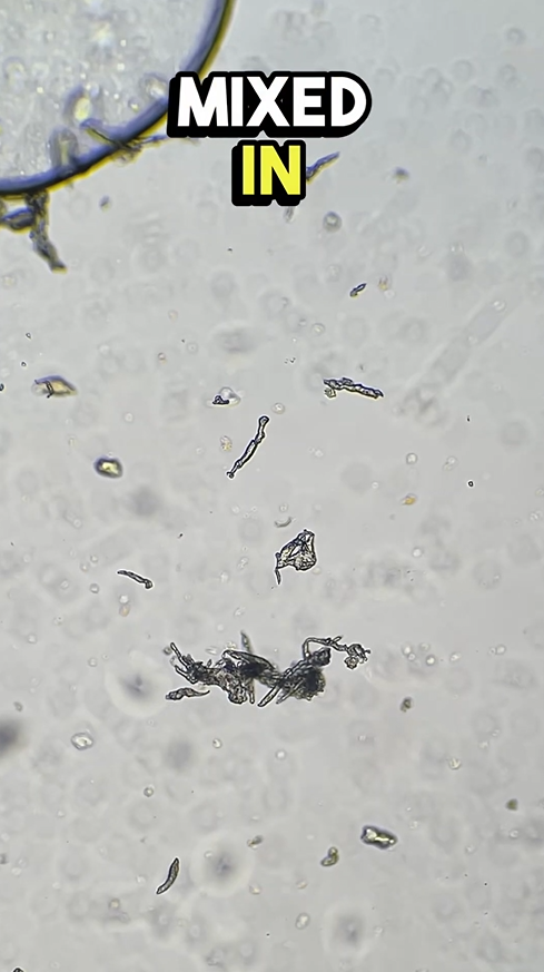 Microplastics are everywhere, seen under the microscope