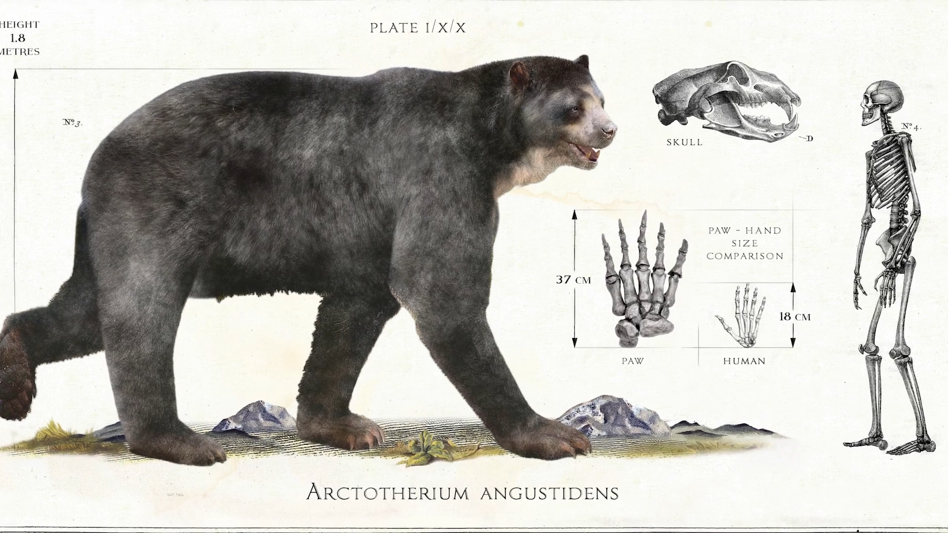 This video shows the 1,900-pound bear that terrorized ancient America