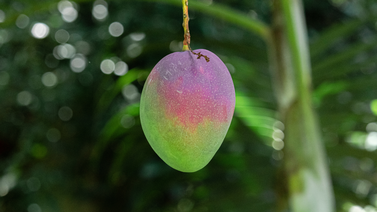 Why Miyazaki mango is so special