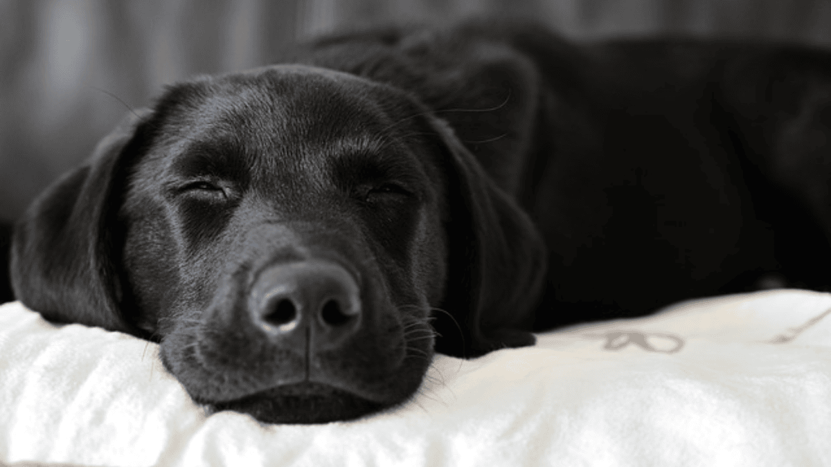 Vets say these 7 smart dog breeds are perfect for inexperienced owners