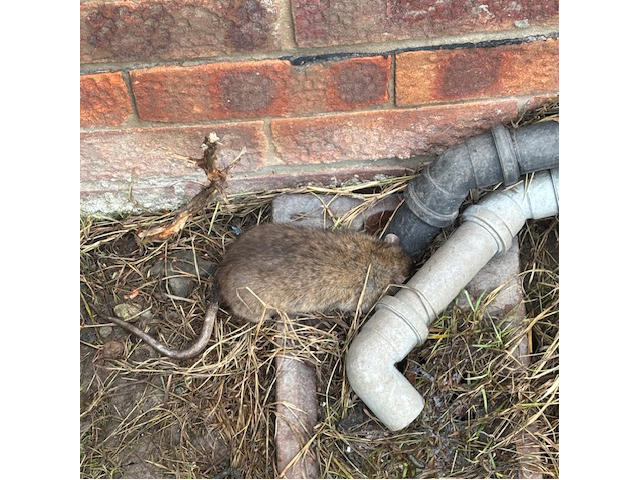 Doncaster mum-of-two worried for her young children as rat infestation ...