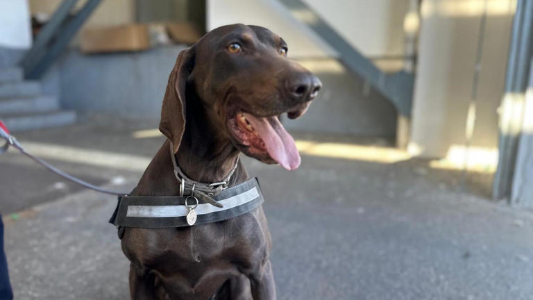 More sniffer dogs deployed to detect small boats