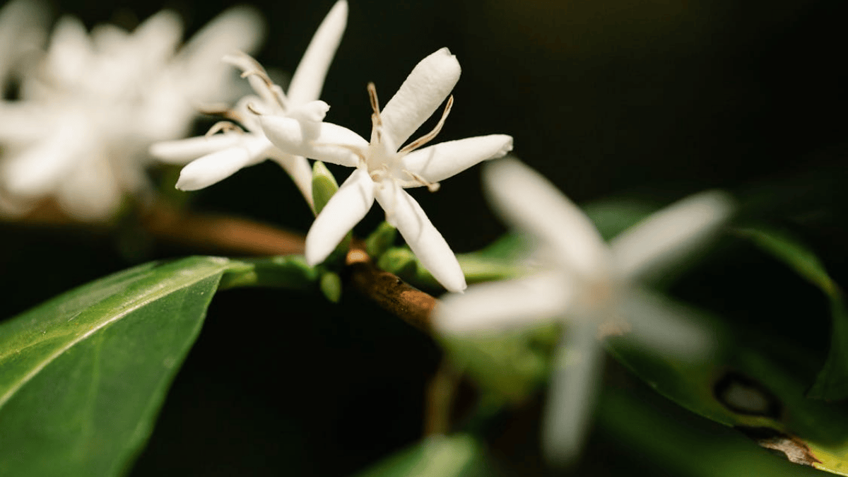 What each zodiac sign would smell like if they were a perfume
