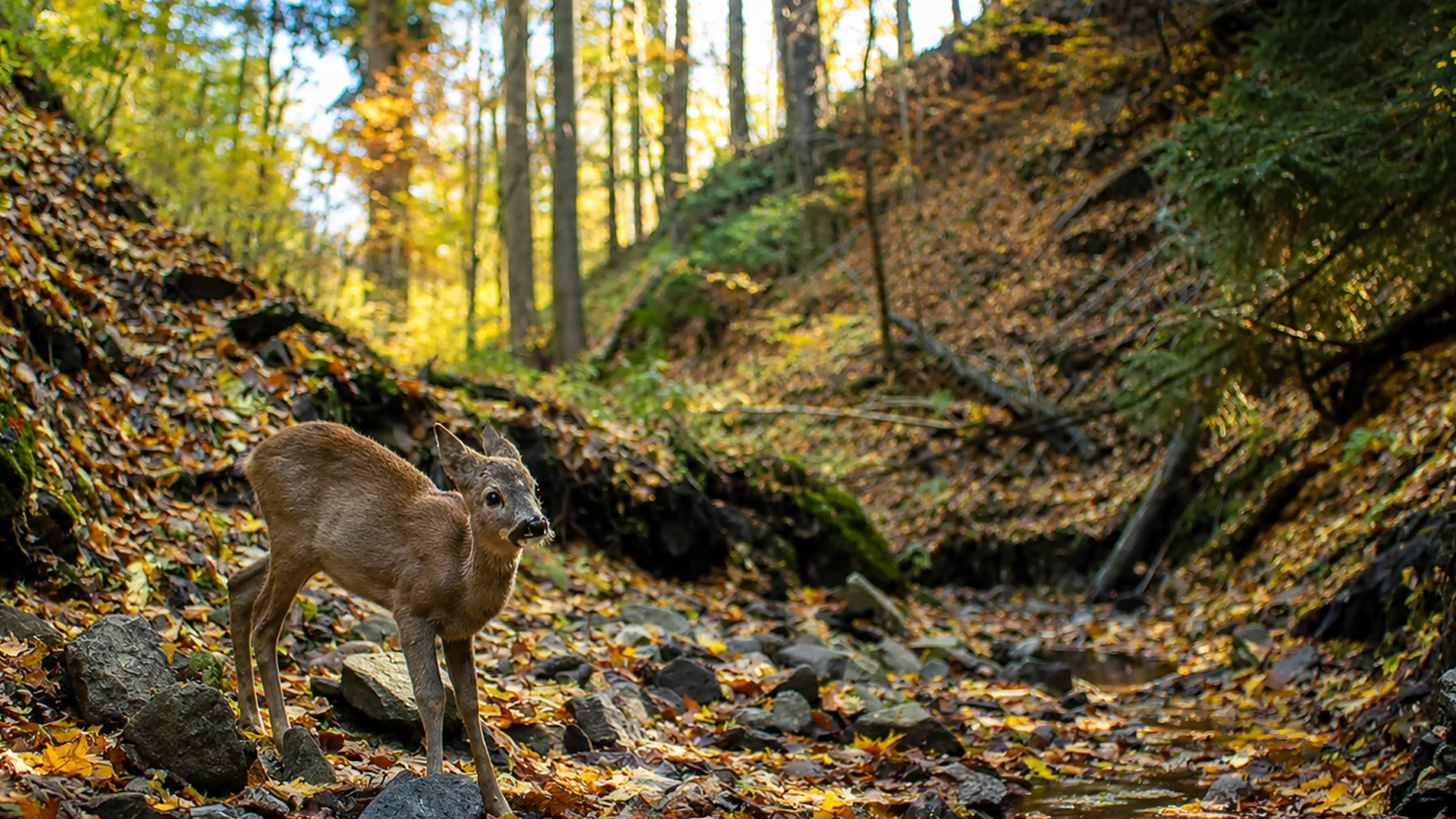 Un bosque tranquilo se volvió muy activo tras dejar una cámara durante ...
