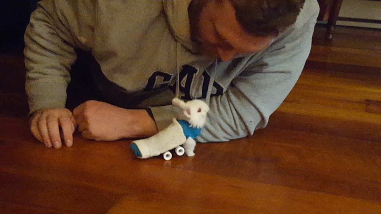Little bunny freezing in the snow with paralyzed lower body wasn’t ...