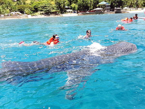 Oslob’s whale sharks have not left: Where are they?