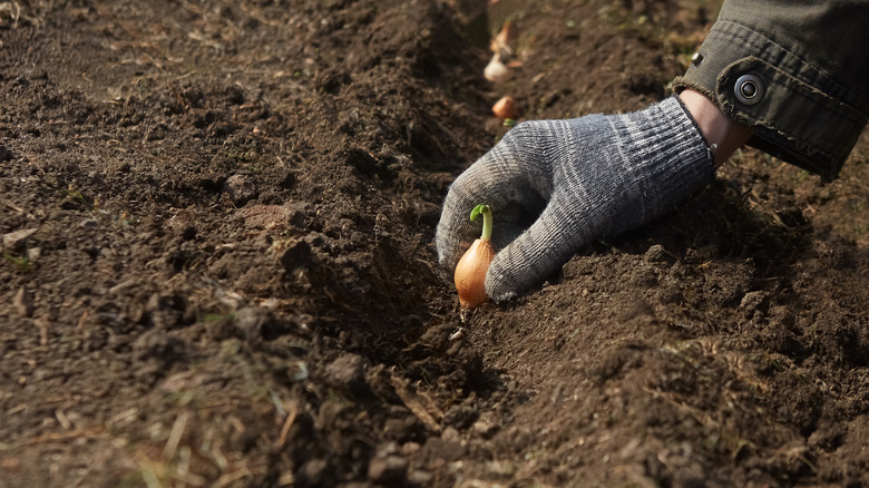 Popular garden vegetables that you should avoid growing from seed