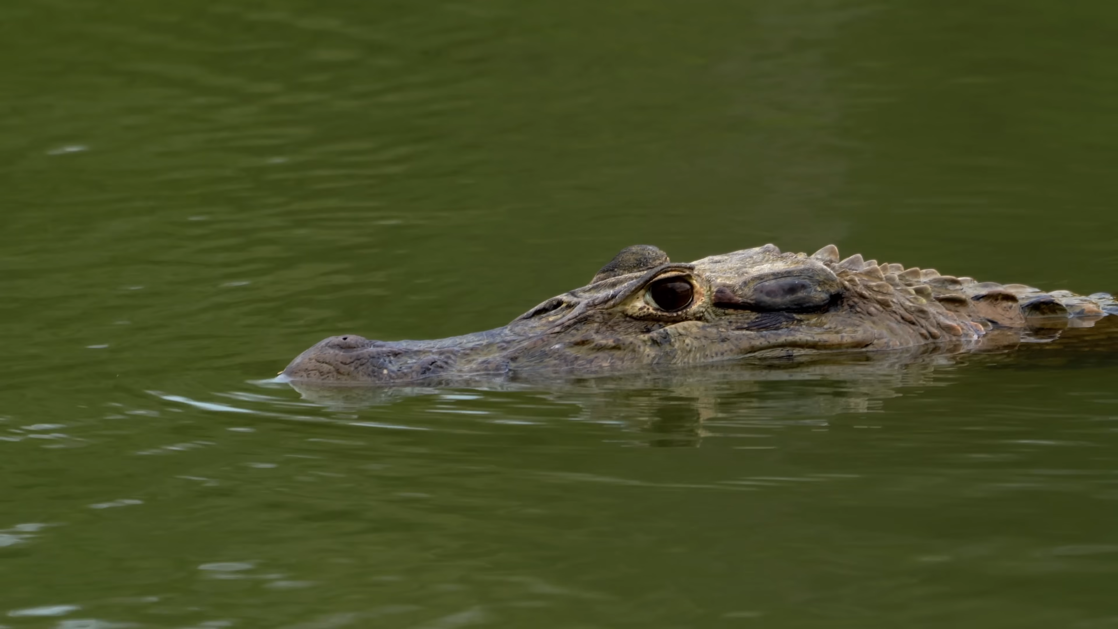 Watch a saltwater crocodile hunt at the edge of a tourist beach