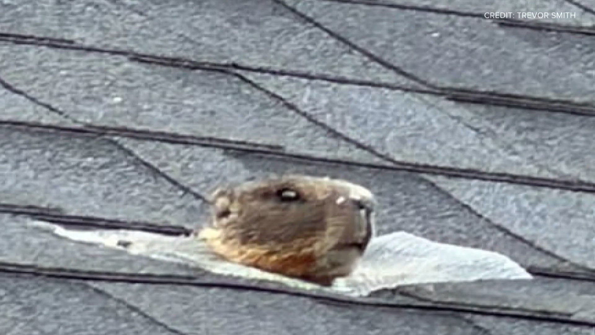 Marmot chews through roof at Spokane home