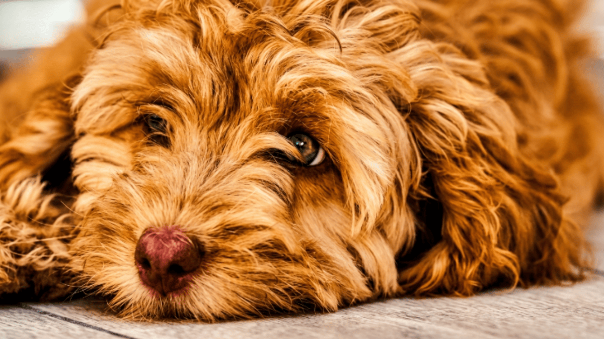 Vets say these 7 smart dog breeds are perfect for inexperienced owners