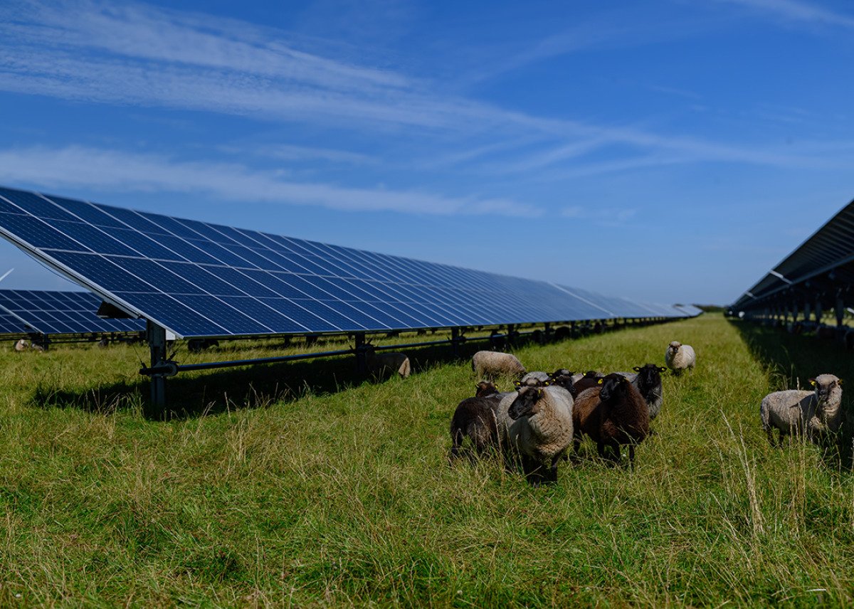 Finding middle ground in the solar debate with agrivoltaics