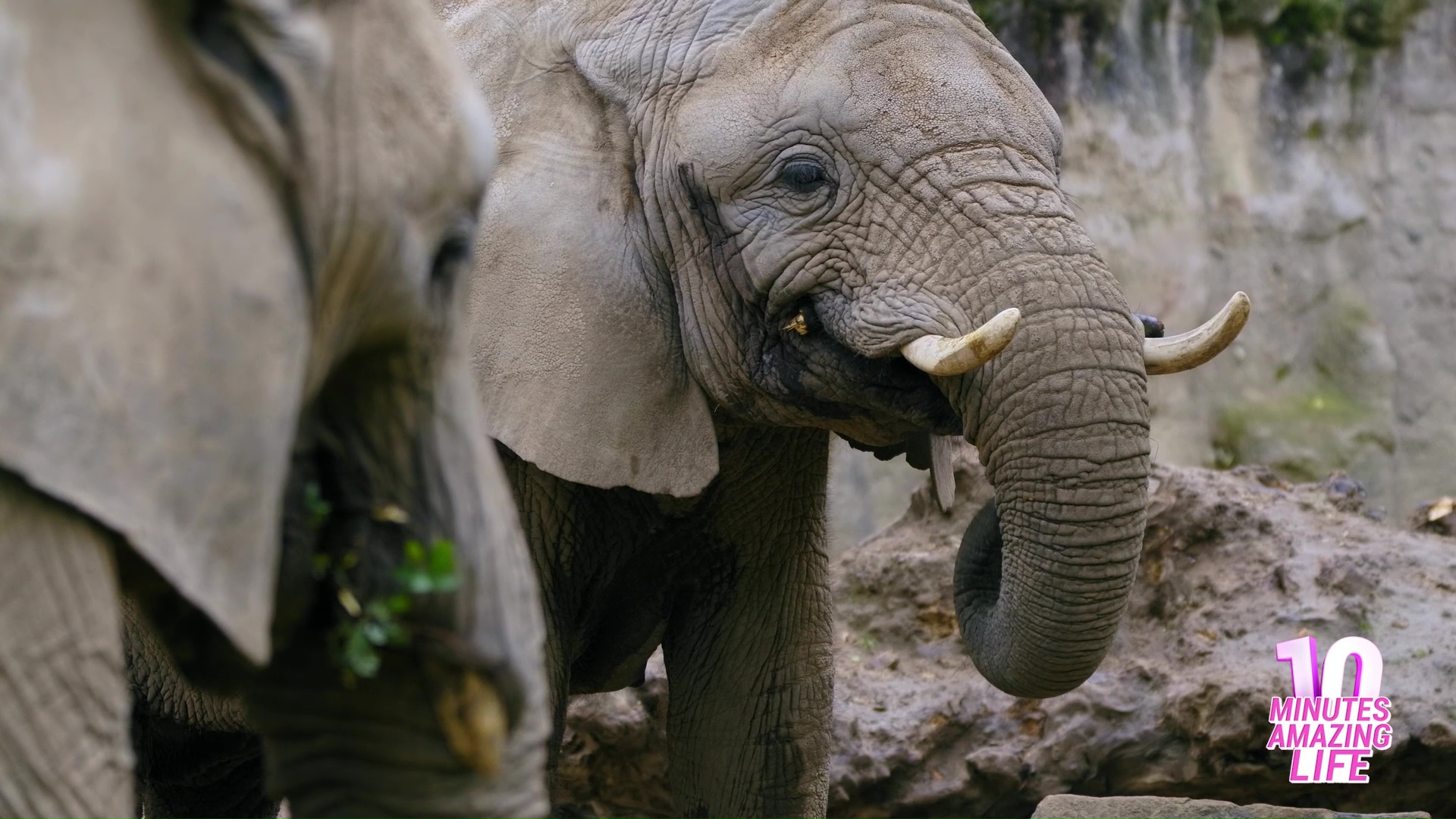How African elephants stay close together inside wild nature