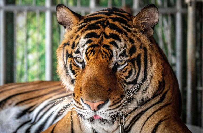 Over 4,300 Southeast Asian species face extinction threat